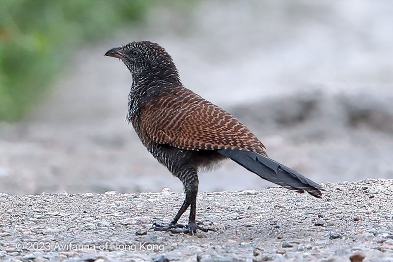 Lesser Coucal 小鴉鵑