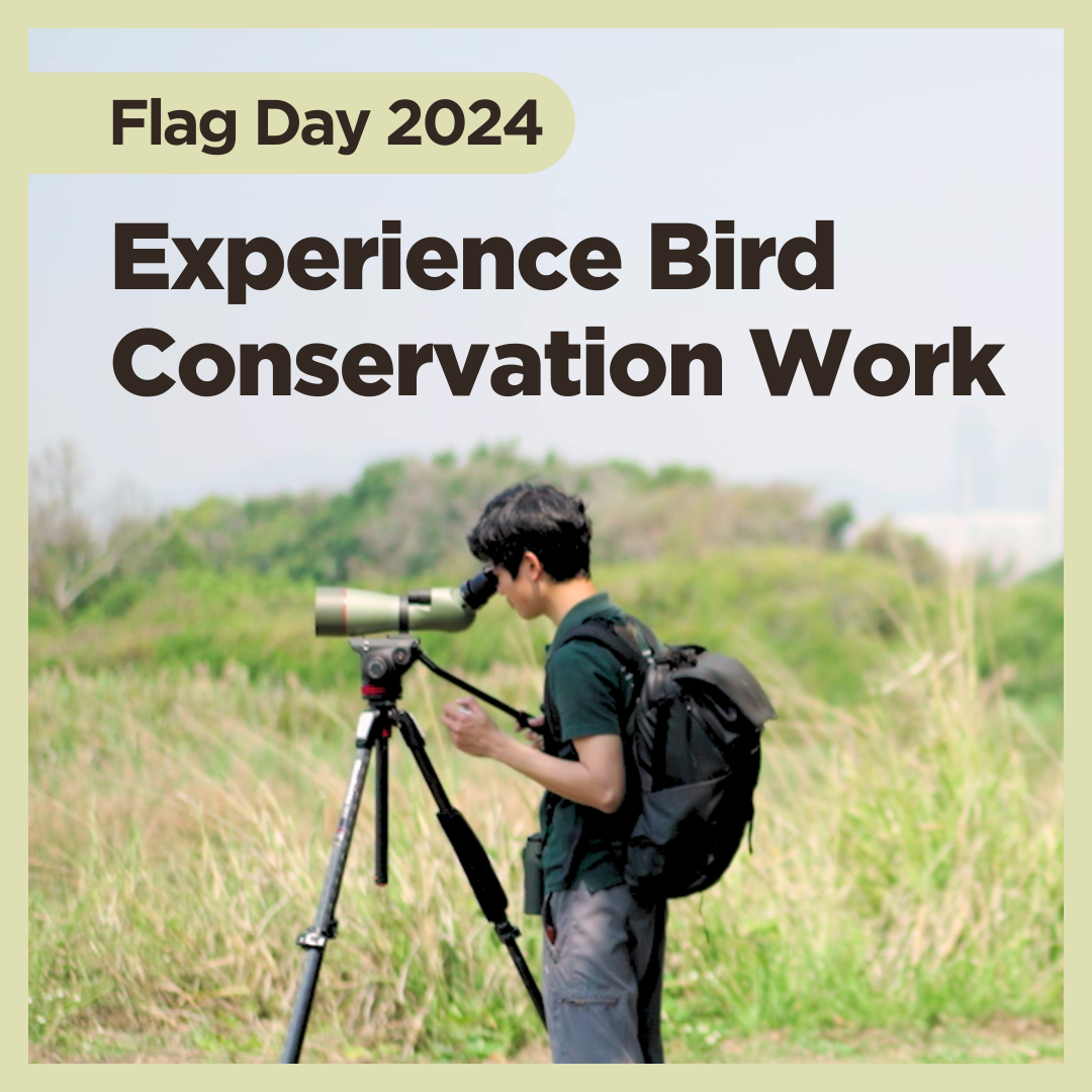 [Flag Day 2024] Experience Bird Conservation Work - Hong Kong Bird ...